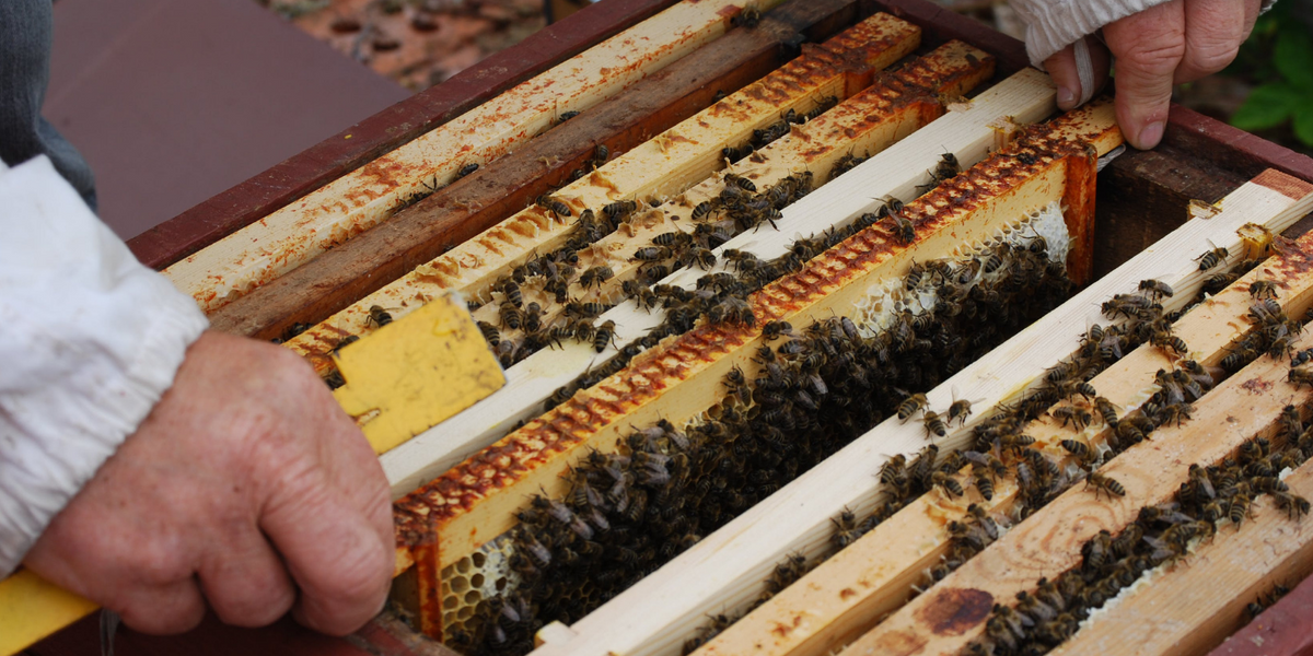 Ways to Provide Ventilation in a Beehive – Part 2: Beehive Spigot ...