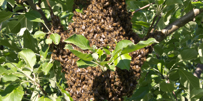The Beekeeper's Guide to Swarm Prevention - Part 2 — Blythewood Bee Company