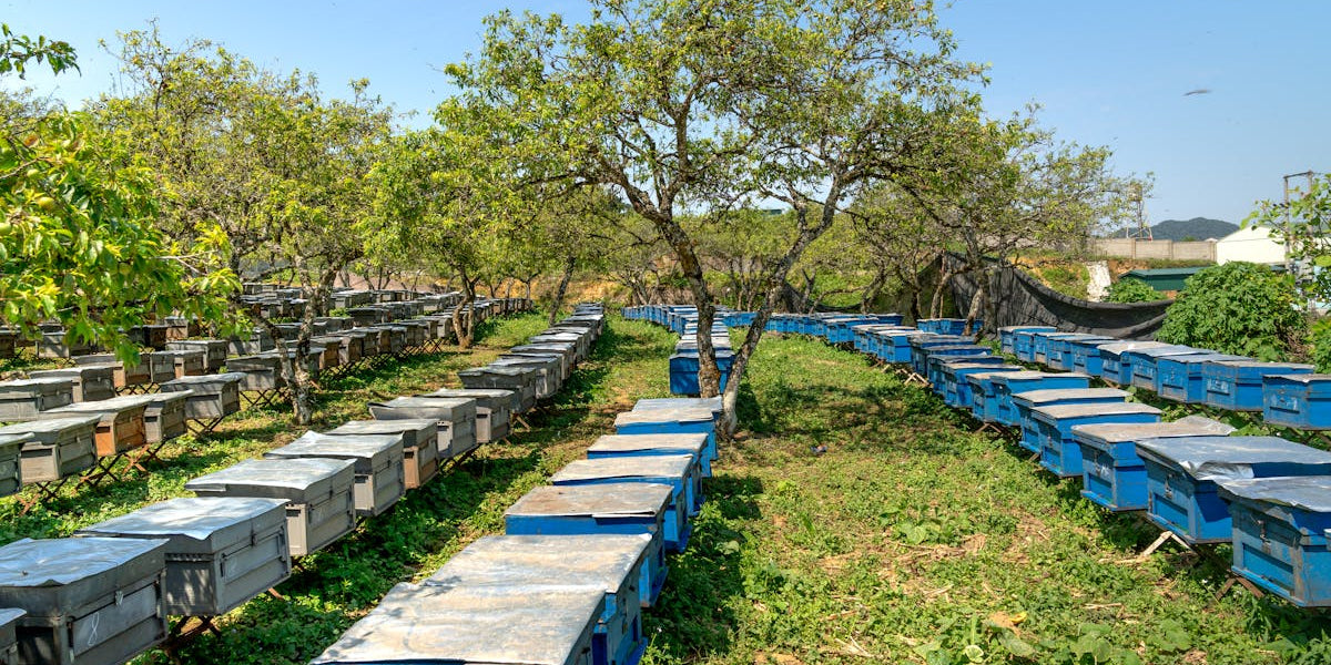 Beekeeping & Honey Production: Simple Beginner Guide — Blythewood Bee ...