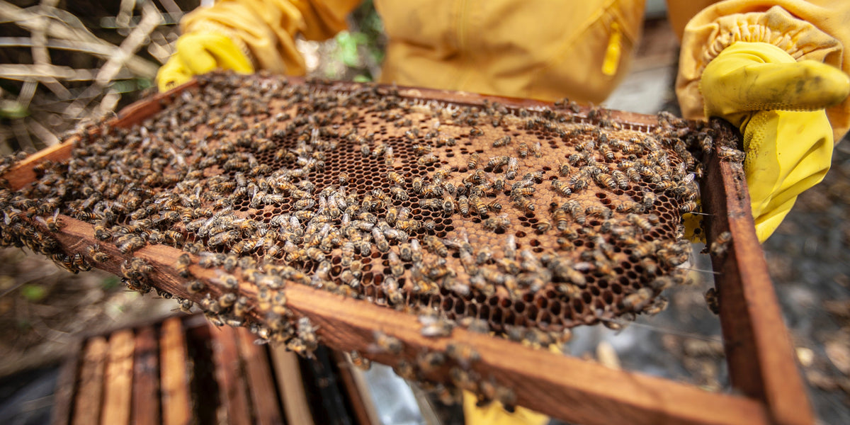 Beekeeper's Guide to Splitting a Honey Bee Hive — Blythewood Bee Company