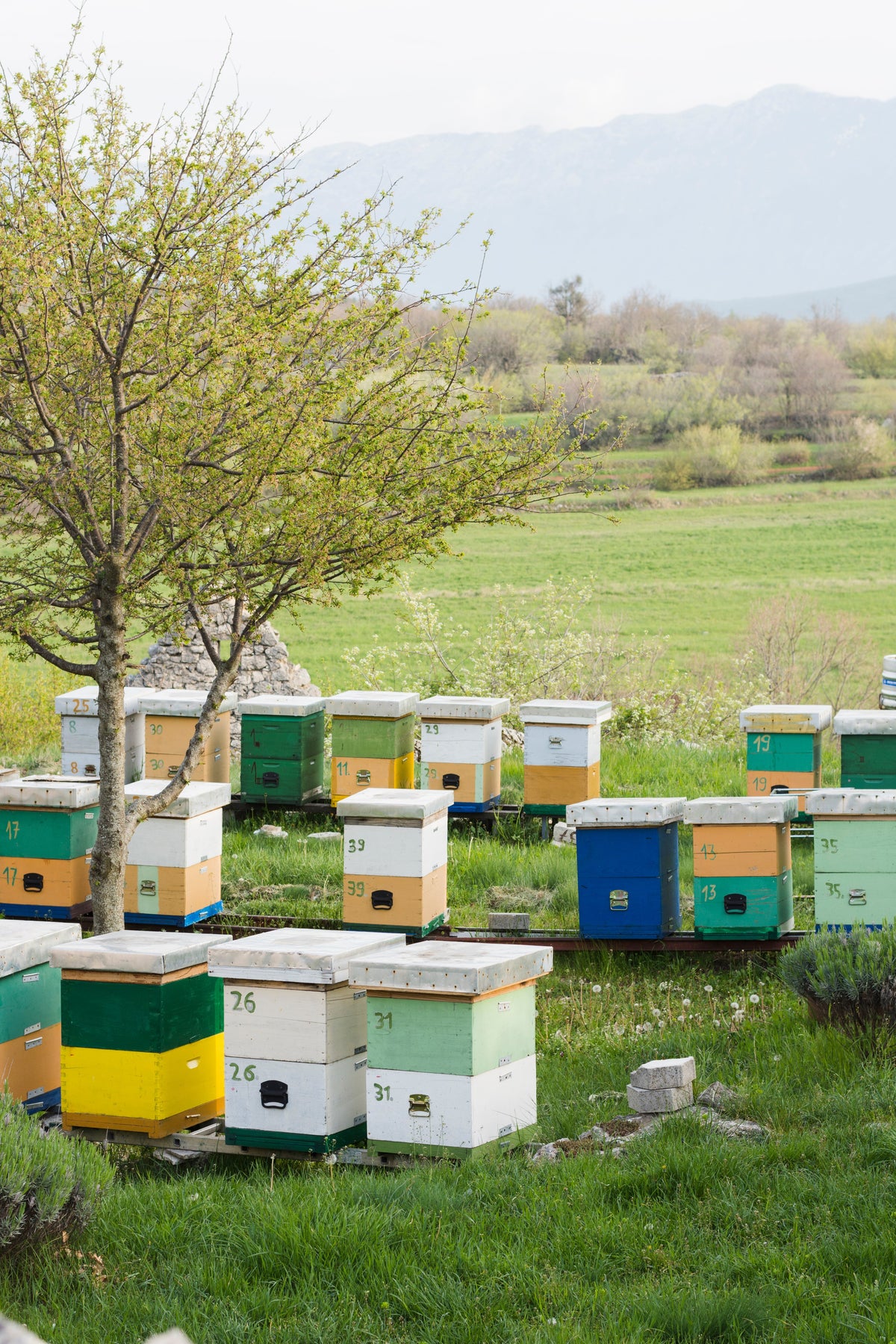 Bee Equipment for Sale Near Me: What to Look For — Blythewood Bee Company