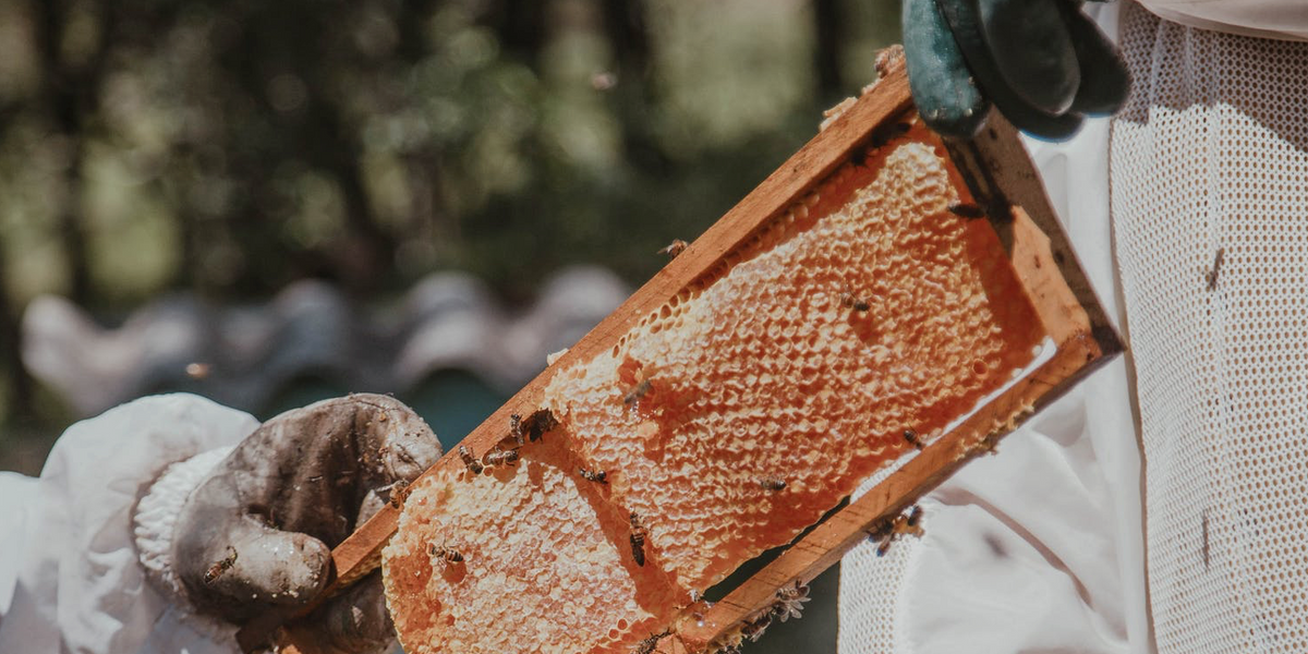 How to Harvest Honey and Honey Harvesting Equipment | Blog — Blythewood ...