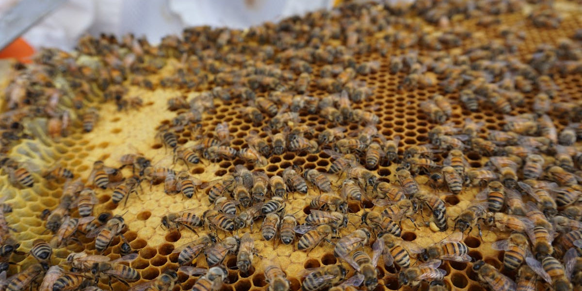 How to Become a Beekeeper: Simple Steps to Get Started — Blythewood Bee ...
