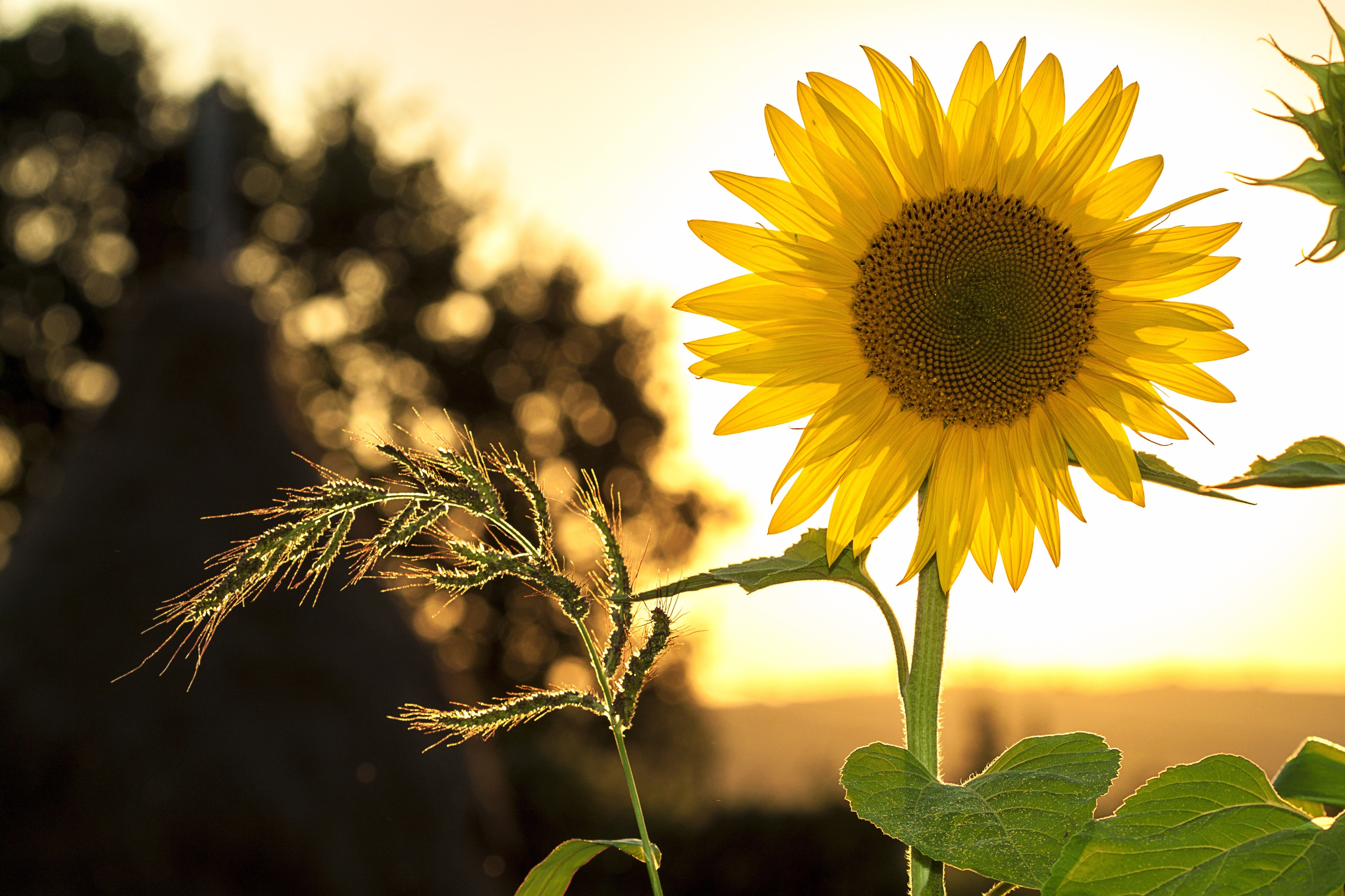 Summer Beekeeping: 5 Tips to Make Your Bee Hive Successful — Blythewood ...