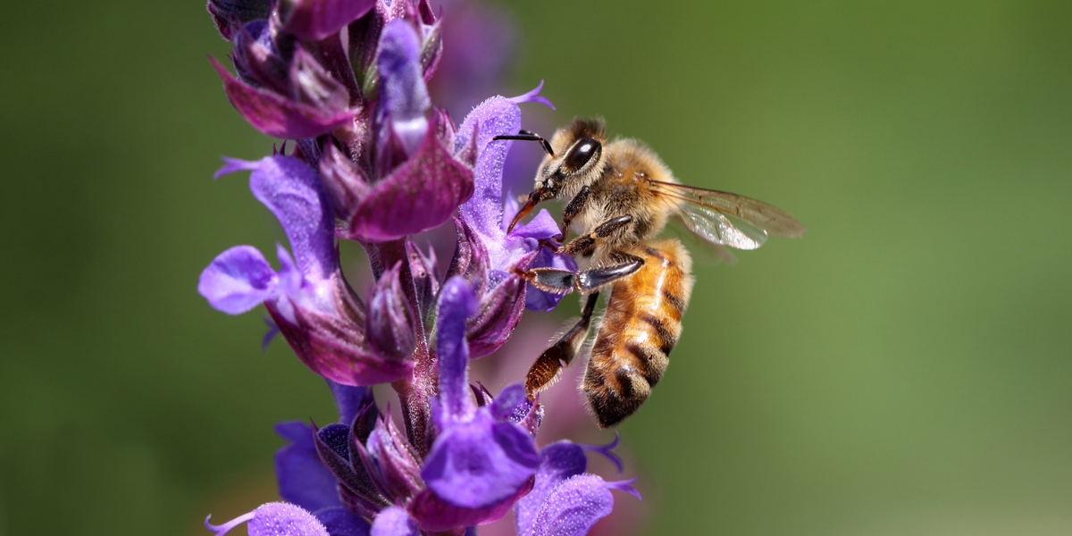 Identifying Robber Honey Bees Activities — Blythewood Bee Company