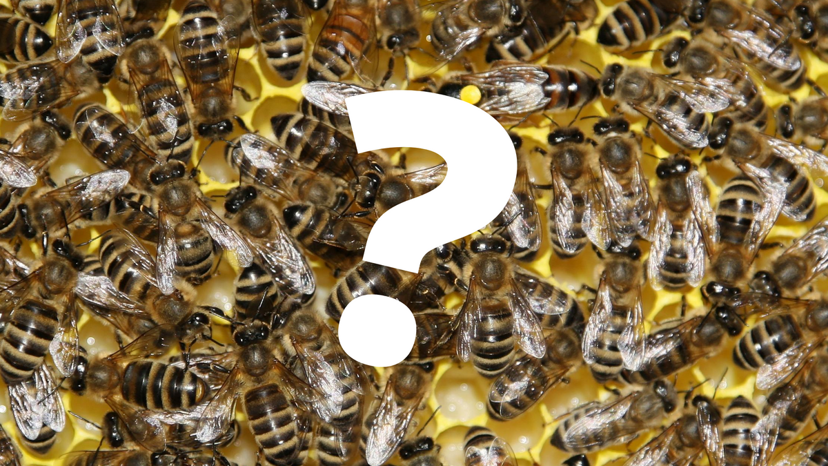 6 Ways to Tell If Your Beehive is Queenless — Blythewood Bee Company