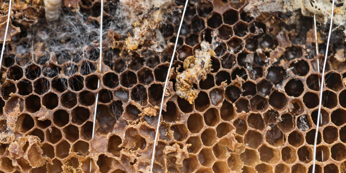 Beekeeper's Guide to Wax Moths – Part 2: Wax Worms in Bee Hives ...