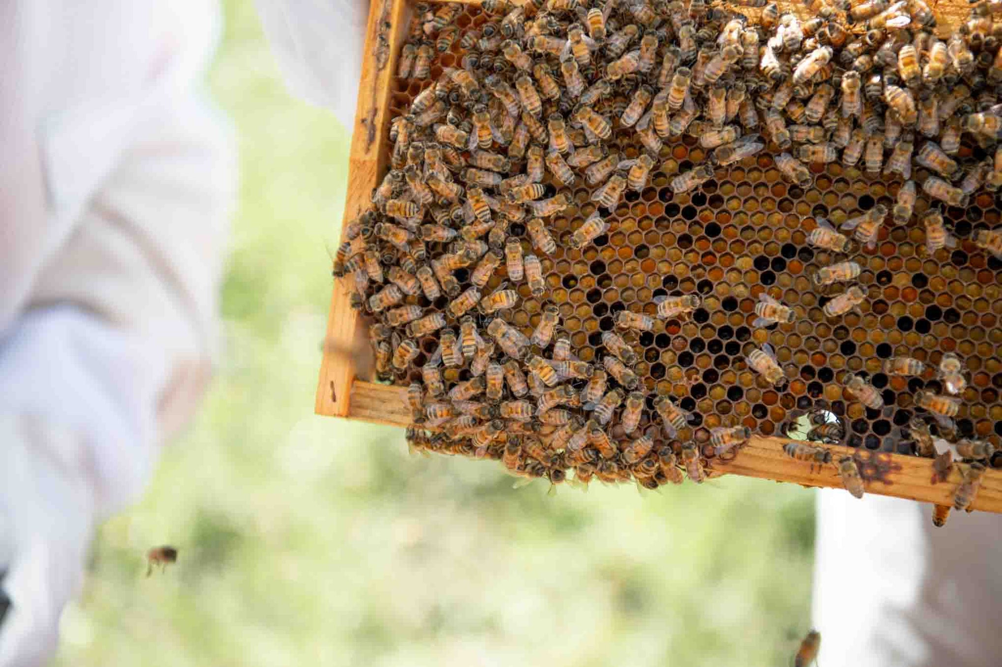 Beekeeping Supplies & Services | Blythewood Bee Company