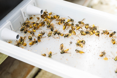 Now Available: The Revolutionary Hive Defender Bottom Board ...